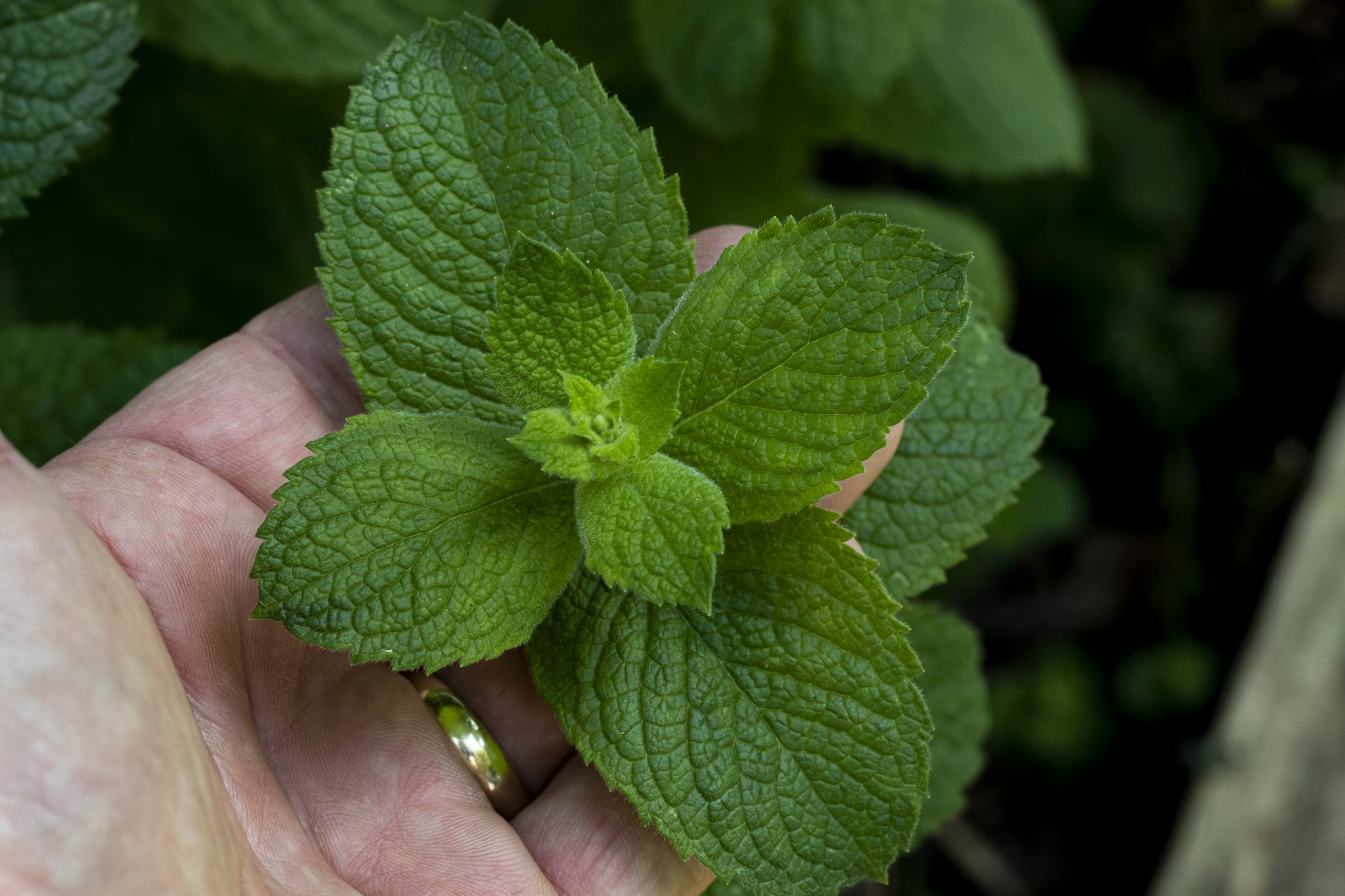 Growing Sweet, Seductive Mint - Countryside